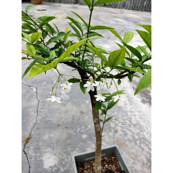 #Water jeliti#水梅盆栽#Anting putri#Santalia#pokok#Bunga# | Shopee Malaysia