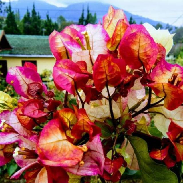 Bunga Kertas .. Citra India .. Chitra India .. Citra Batik .. Citra ...