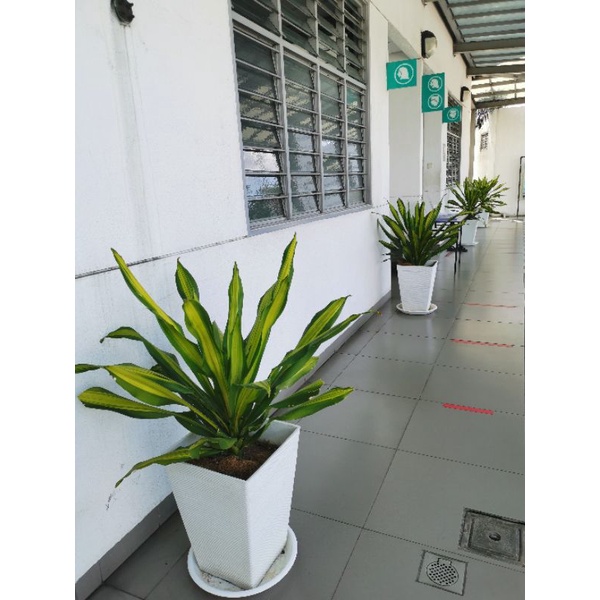 Pasu Petak Tinggi / Square Flower Pot (FBL 2455) / Pasu Bunga Petak ...