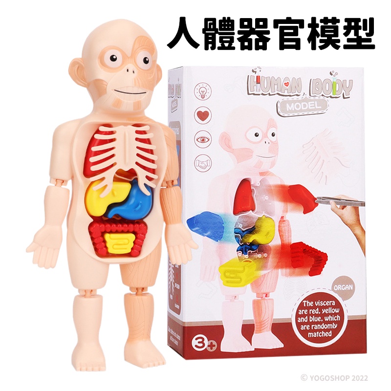 Human Organ Model/One Piece Body Structure Toy Model Children's Toys ...