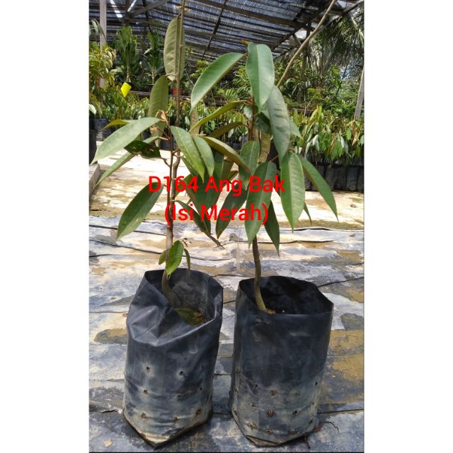 ANAK POKOK DURIAN D164 ISI MERAH (ANG BAK/RED FLESH) | Shopee Malaysia