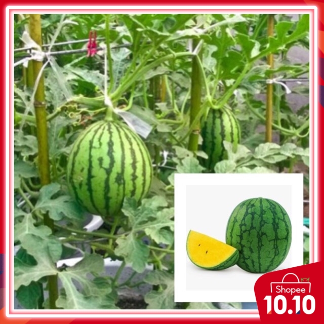 seeds TEMBIKAI Kuning HIBRID kurang biji/ yellow water melon 🍈 HIBRID ...
