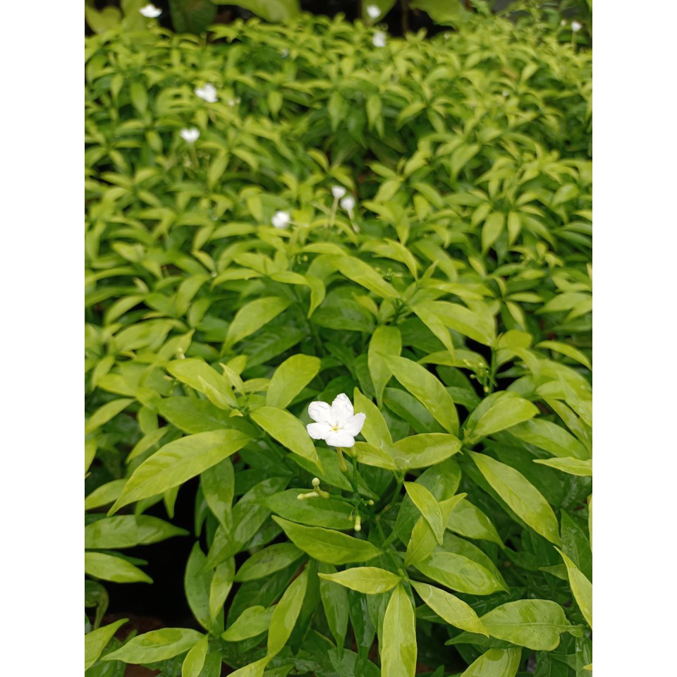 MKT - Pokok Bunga Jasmine Renek Gold / Ervatamia Dwarf Gold Plant / 狗牙花 ...