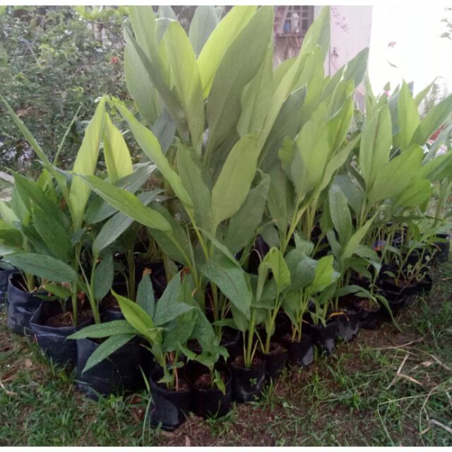 Temu mangga @ temu pauh (anak pokok polibeg saiz 8x8) | Shopee Malaysia