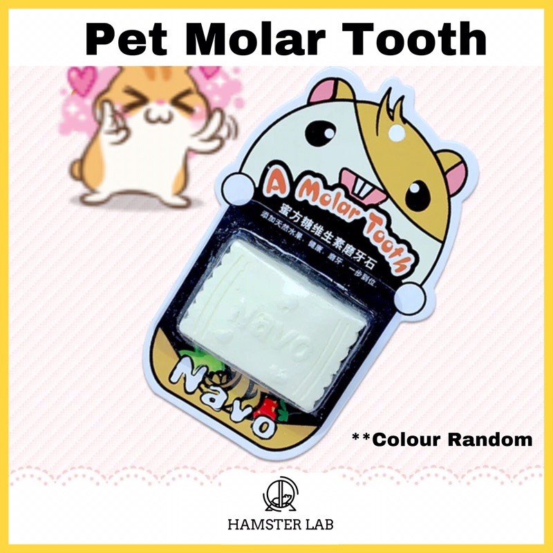 Small Pet Molar Tooth Hamster Molar Small Animal Mineral Stone Rabbit ...