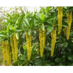 JD📌 Golden chain Plant | Rantai Emas | Lophanthera lactescens | Yellow ...