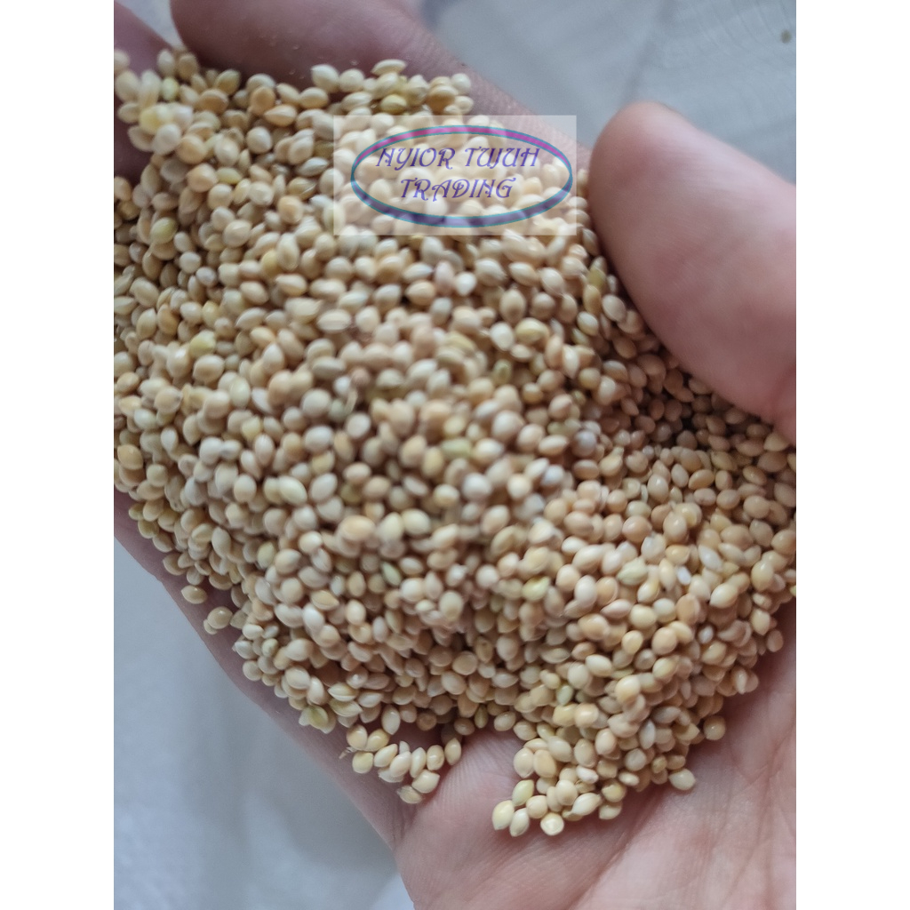 sekoi putih grade A / white millet 1kg / burung / bird food / bird feed ...