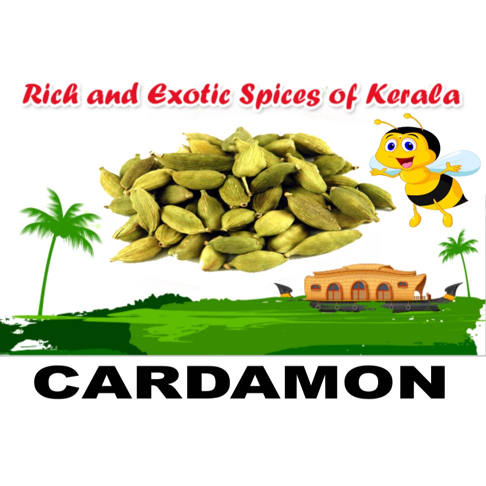 Green Cardamom PREMIUM QUALITY | Buah Pelaga kerala spice spices ...