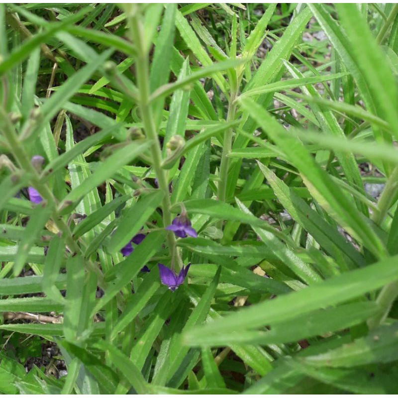 Keratan Bunga Angelonia ( Purple ) | Shopee Malaysia