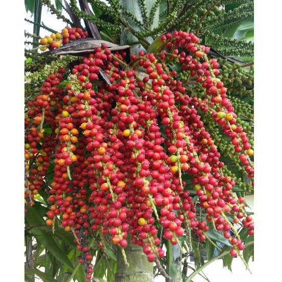 Pokok pinang (buah merah utk perhiasan) | Shopee Malaysia