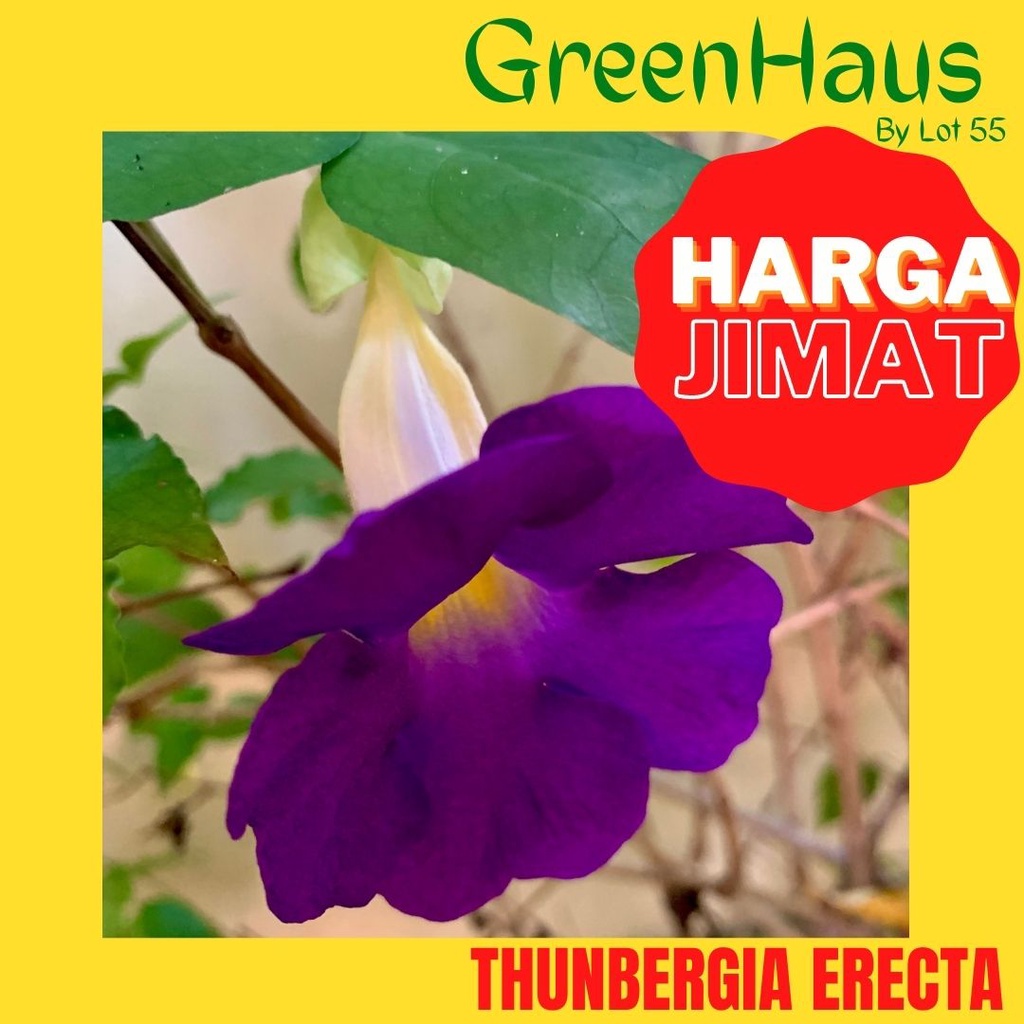 Pokok Bunga Thunbergia Erecta 💜MORNING GLORY💜SOLID Purple Colour 💜CEPAT ...