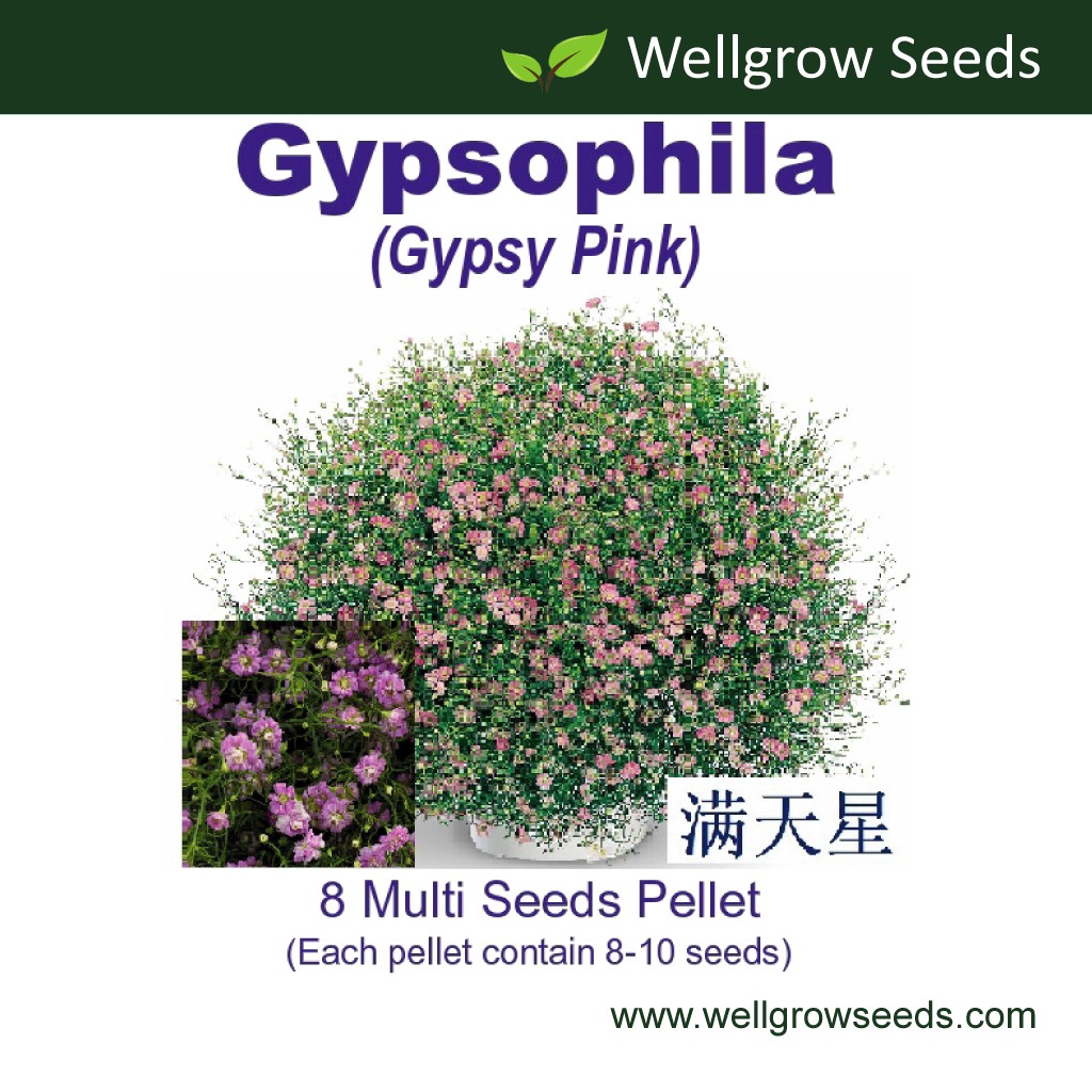 Gypsophila Gypsy Pink 8 Multi Seeds Pellet (8-10sds/pellet) 满天星：吉普赛人系列 ...