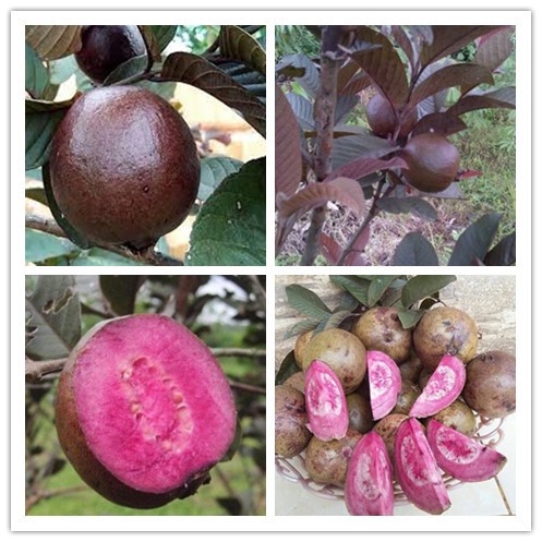 jambu batu merah 紅番石榴 cepat berbuah hybrid top premium quality fruits ...