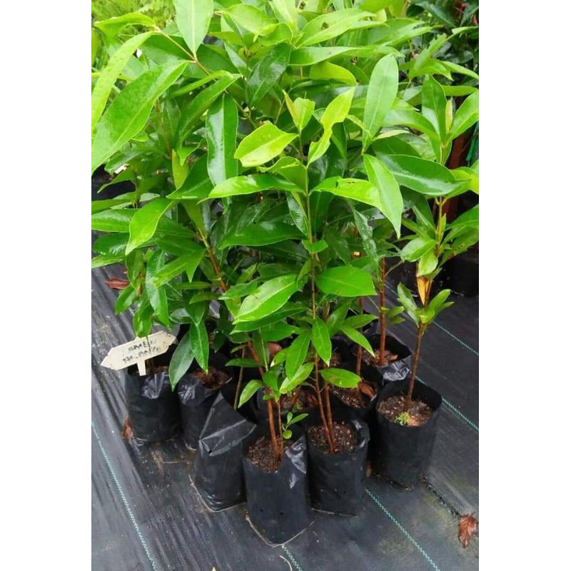 Pokok jambu arang / keriang dot | Shopee Malaysia
