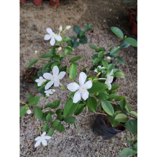 pokok bunga Jasmine lebat berbunga | Shopee Malaysia