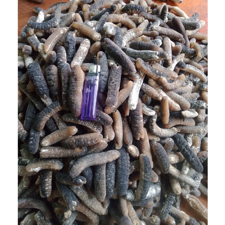 America Medium Thick Sea Cucumber 100g 金山中只厚秃参 gamat, Australia sea ...