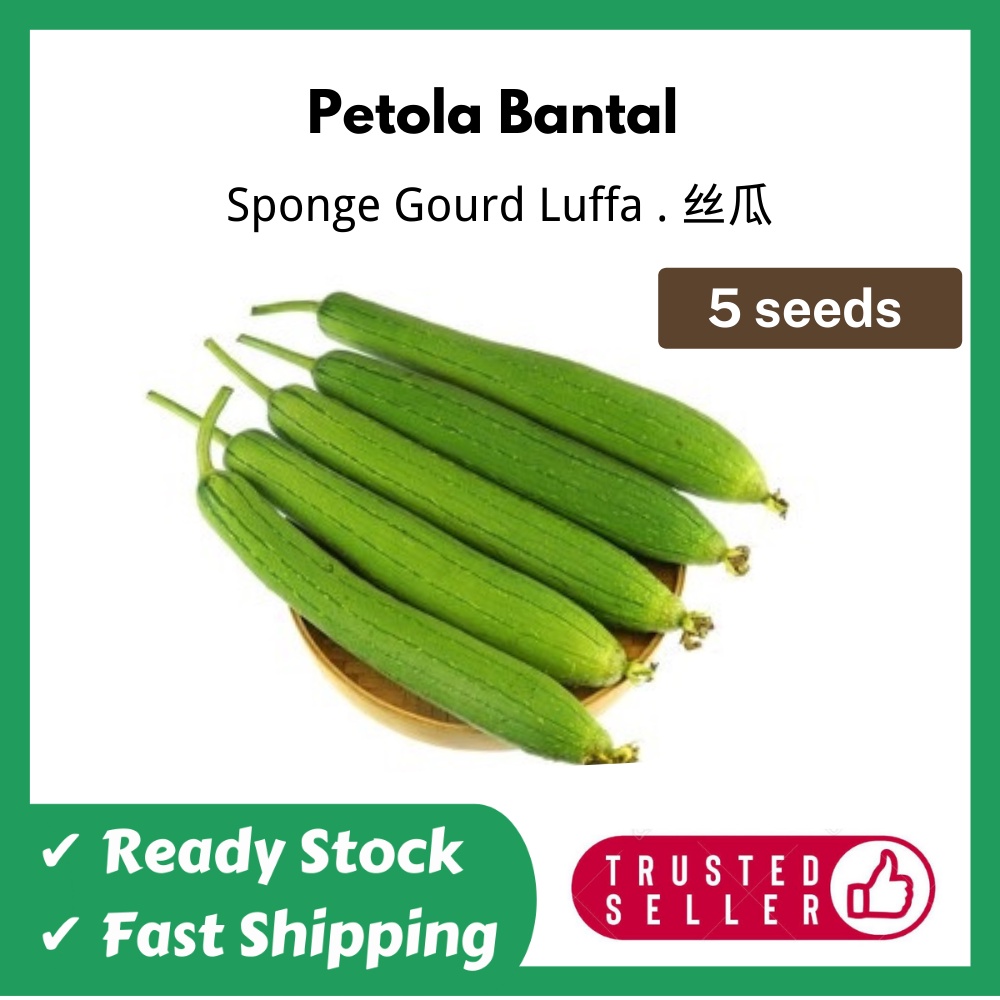 Biji Benih Petola Bantal / Sponge Gourd Luffa / 无菱丝瓜 | Shopee Malaysia