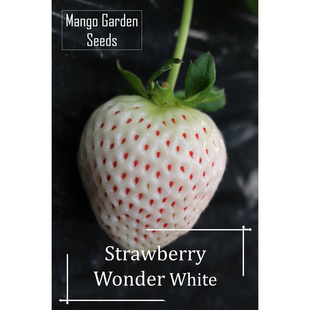 *Rare* White Wonder Strawberry Seeds - 50 Seed *Pot Friendly* Taman ...