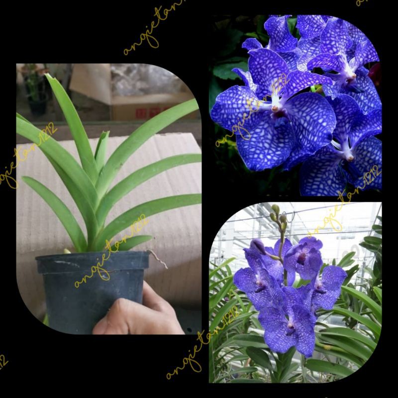 VANDA PACHARA DELIGHT BLUE LIMITED STOCK | Shopee Malaysia
