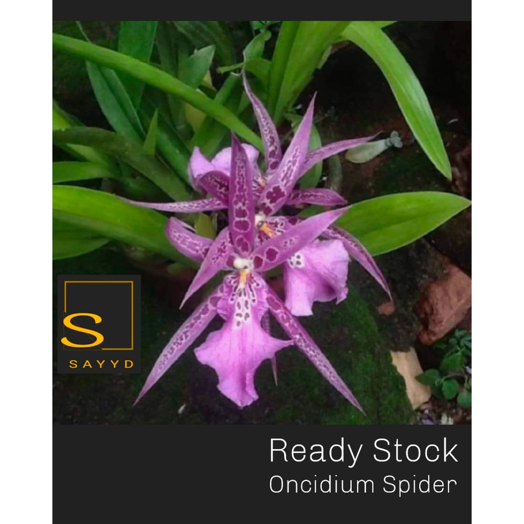 Orkid Oncidium Spider yang Unik Cantik dan Menarik - set 3 koleksi ...