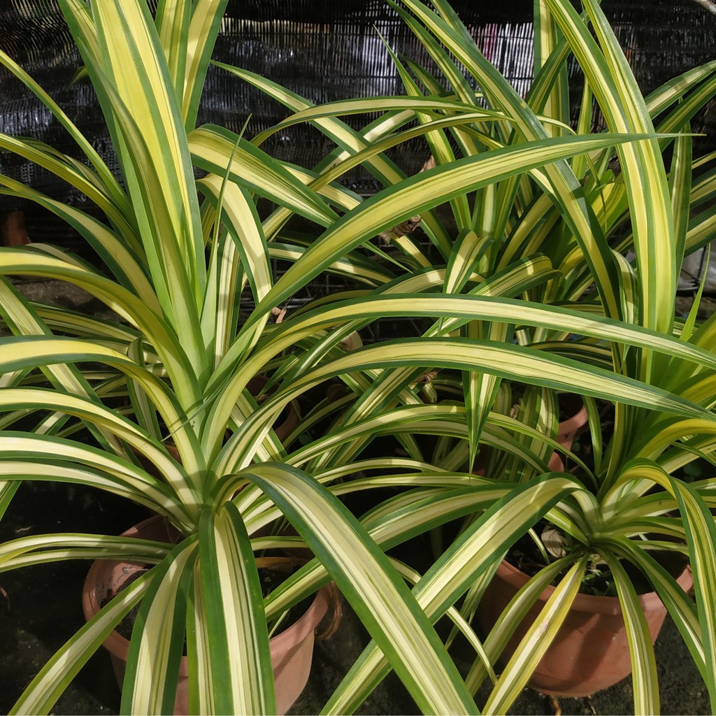 (yusainiyaakob) Pandan Kuning Hijau | Shopee Malaysia