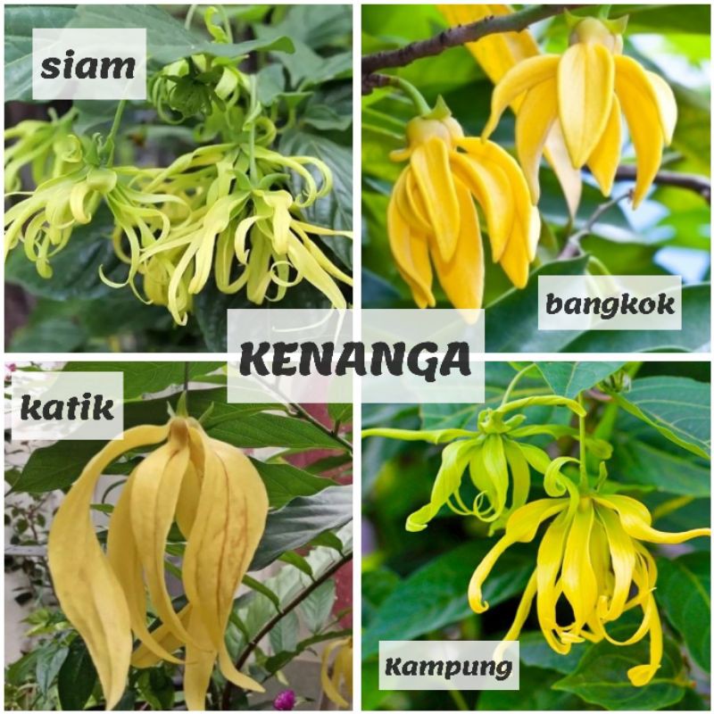 restock Pokok Bunga Kenanga Kampung Siam Bangkok Katik wangi Cempaka Chempaka Putih ylang ylang ...