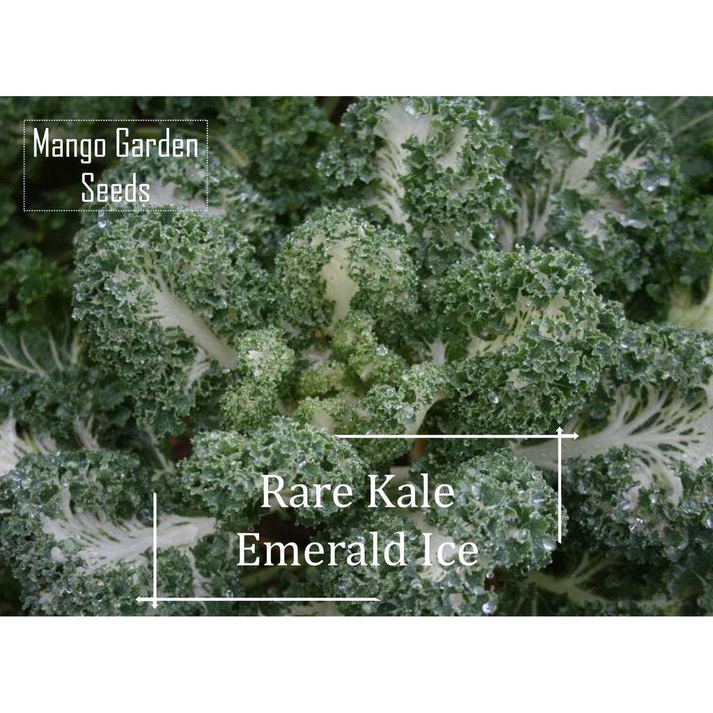 *Rare* Kale Emerald Ice seeds - 20 seed *Pot Friendly* - Mango Garden ...