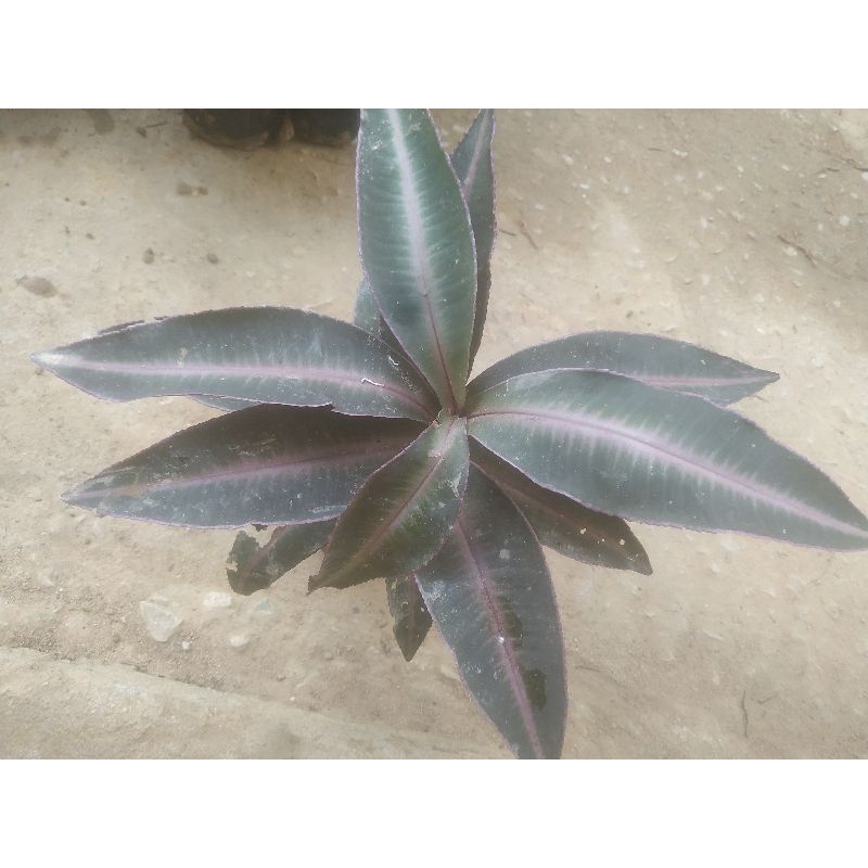 Pokok Kacip Fatimah Merah | Shopee Malaysia