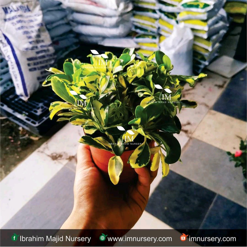 Schefflera var/ Indoor plant | Shopee Malaysia