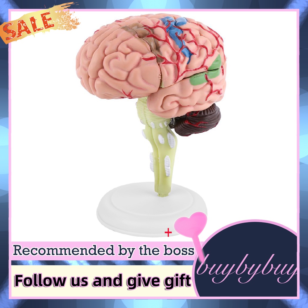 Buybybuy 1pcs Brain Model Disassembled Human Sculptures Anatomical ...
