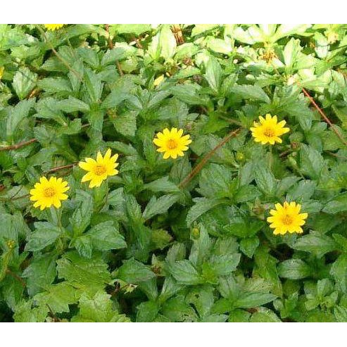 Bunga Wedelia ★ Sphagneticola Tribolata ★ Yellow Daisy Murah ★ Bunga ...