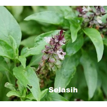 Anak pokok selasih/Selasih (Thai Basil)-Fruit Nursery Malaysia | Shopee ...