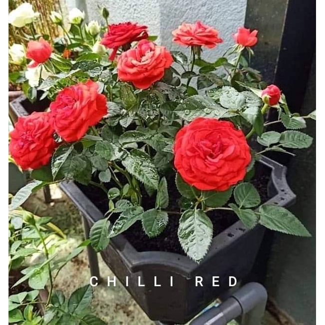 READY STOCK [MINIMA ORDER 2 PASU]POKOK ROS TAHAN PANAS TERIK SENANG JAGA | Shopee Malaysia