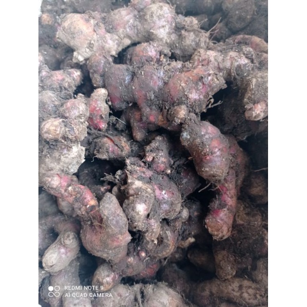 HALIA BARA MERAH / HALIA MUDA / RIZOM HALIA BARA/ JAHE MUDA🇲🇨🇲🇨 ...