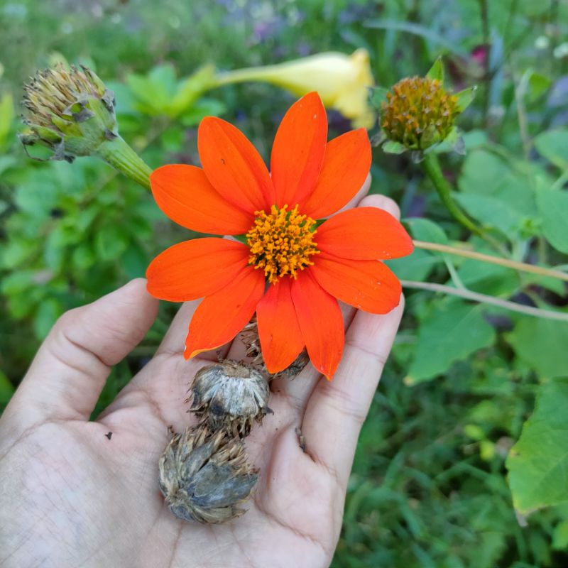 25pcs Biji Benih Bunga Dark Orange Red Torch Mexican Sunflower ...