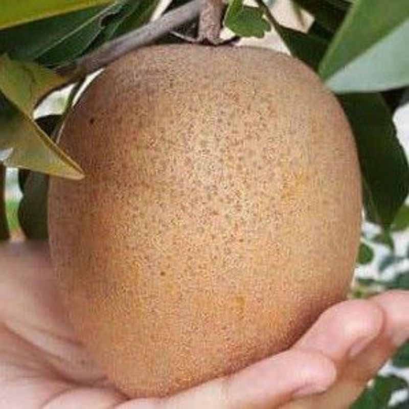Anak Pokok Buah Ciku Mega | Shopee Malaysia
