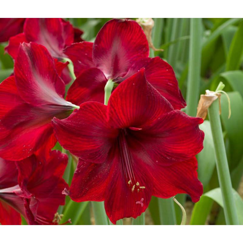 5 benih pokok lily (5 amaryllis lily bulbs) | Shopee Malaysia