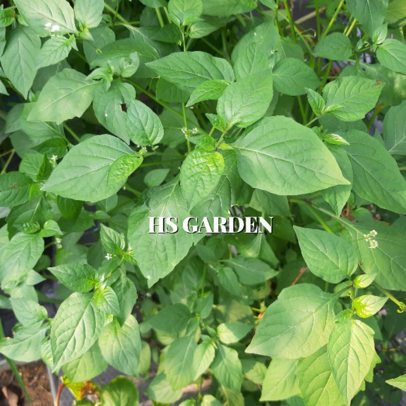 300 BIJI BENIH SAYUR MERANTI • FRESH SEEDS • EDIBLE | Shopee Malaysia