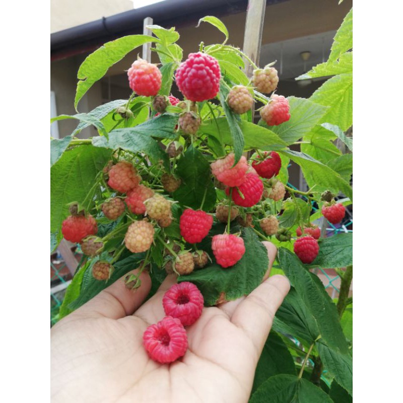 Anak pokok raspberry / rasberi | Shopee Malaysia