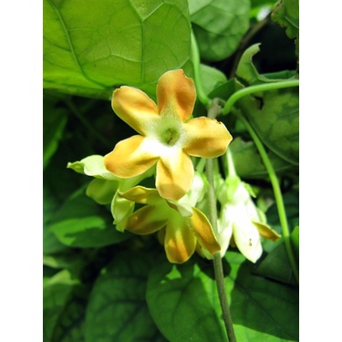 Bunga Tongkeng / Fragrant Telosma (Telosma cordata) - Pokok Hidup ...