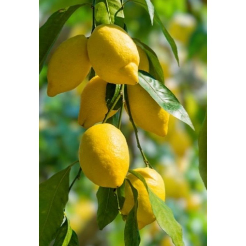 Anak pokok lemon boleh tanam dalam pasu | Shopee Malaysia