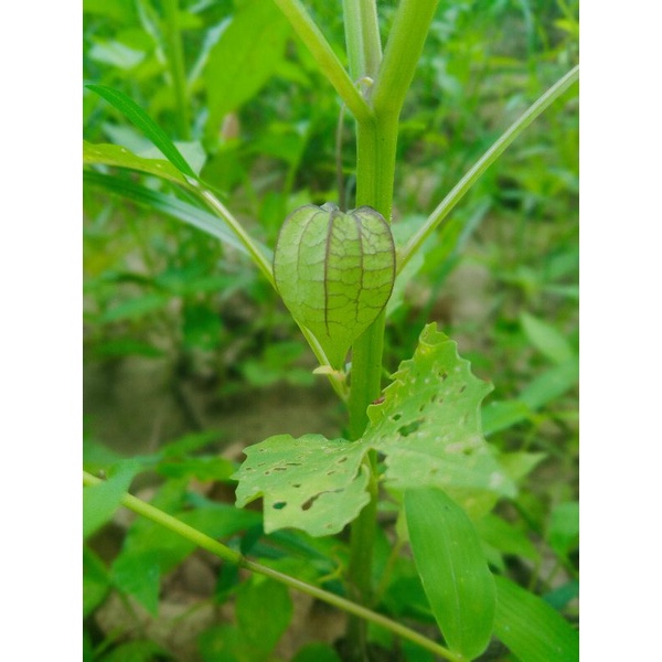 POKOK LETUP LETUP / PASSIFLORA FOETIDA / 2 POKOK | Shopee Malaysia