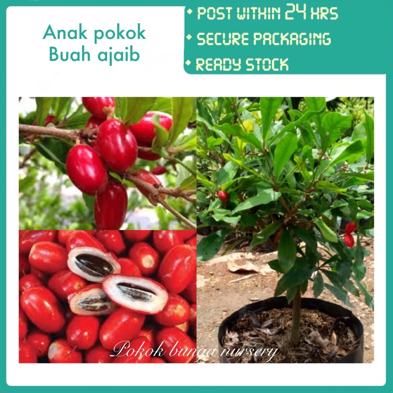 PBN - anak pokok buah ajaib - pokok bunga nursery miracle fruit magic ...