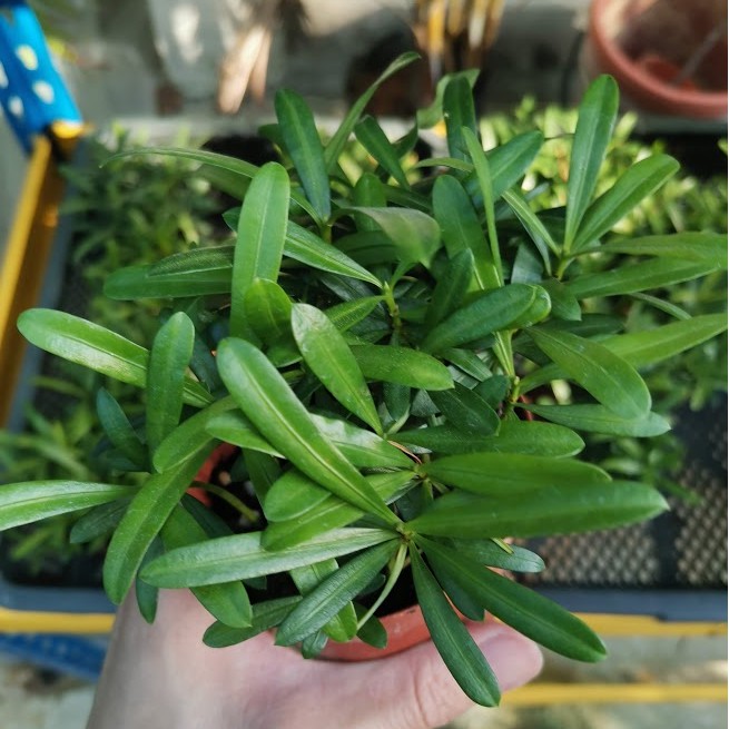 90s Greenovation l Live Podocarpus Seedling Pine Tree Plant 罗汉松(小盆栽 ...