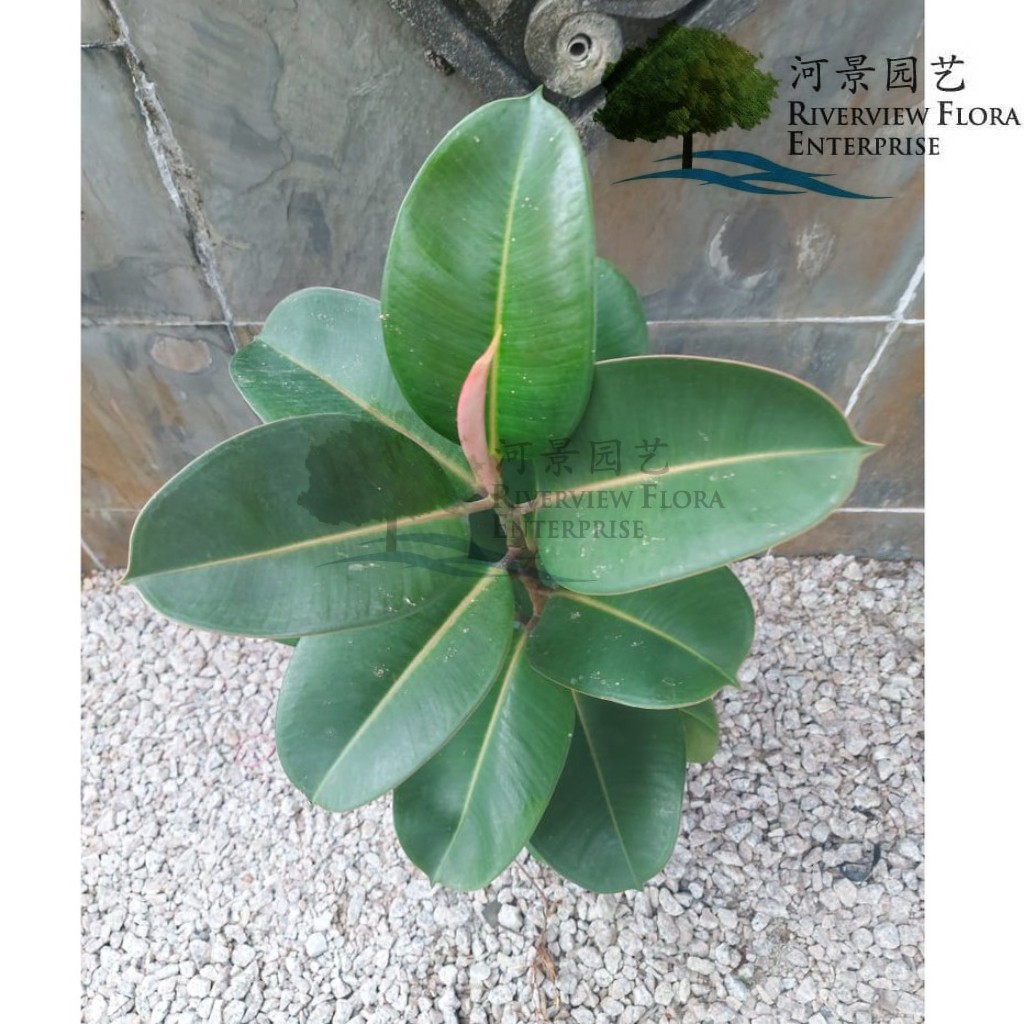 [LIVE PLANT] Ficus Elastica Sophia / Rubber Fig Sofia (170P) 青叶印度榕 ...