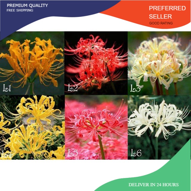Spider Lily Japan/ Lycoris Radiata 1 set 2 bulb | Shopee Malaysia