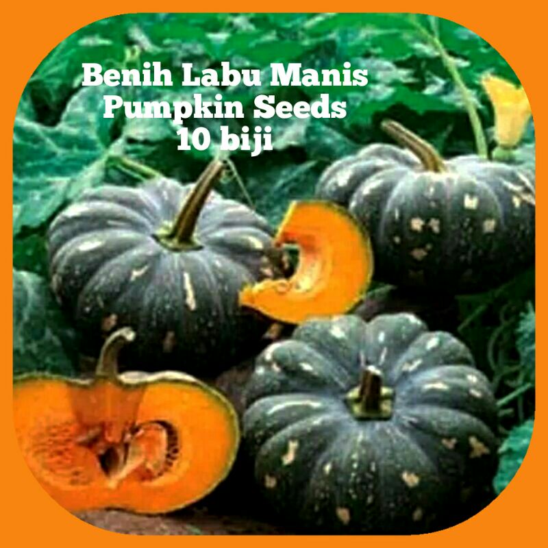 10pcs BENIH LABU MANIS / PUMPKIN SEEDS | Shopee Malaysia