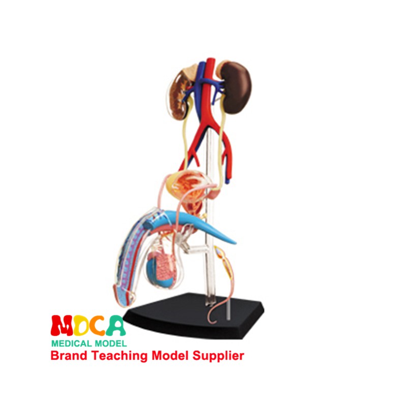 4D master human Anatomy Models Medical model MALE REPRODUCTIVE ...