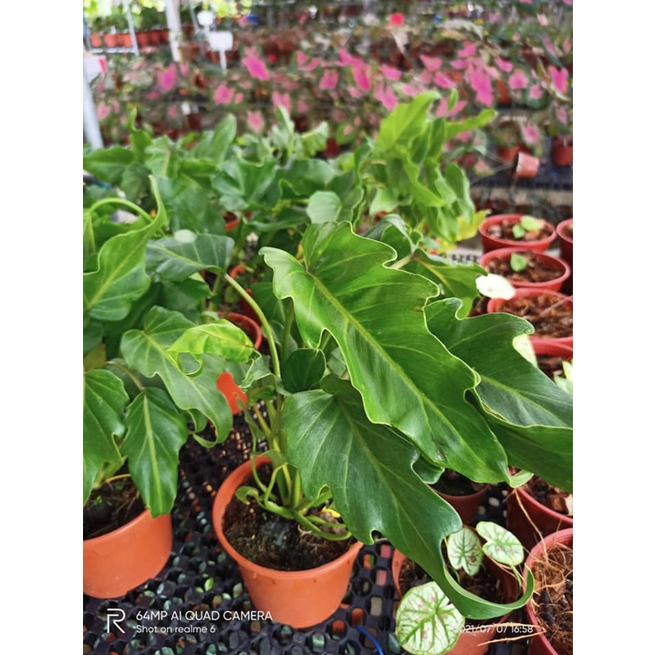 🔥🔥[LIVE PLANT] PHILODENDRON SELLOUM/XIANADU/SUN RED/PINK PRINCESS ...