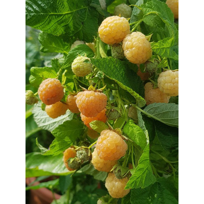 Anak pokok raspberry kuning | Shopee Malaysia